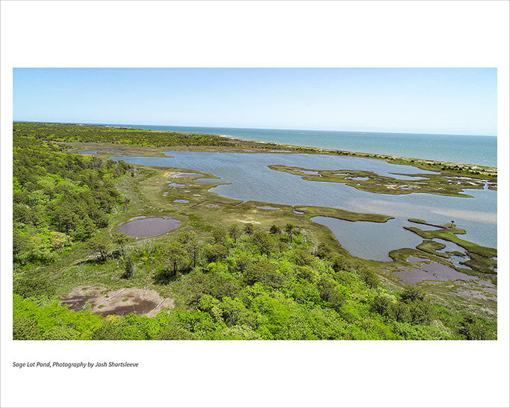 Sage Lot Pond – Cape Cod Life Shop